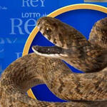 Lotería de animalitos Lotto Rey : Estadísticas de la lotería de ...